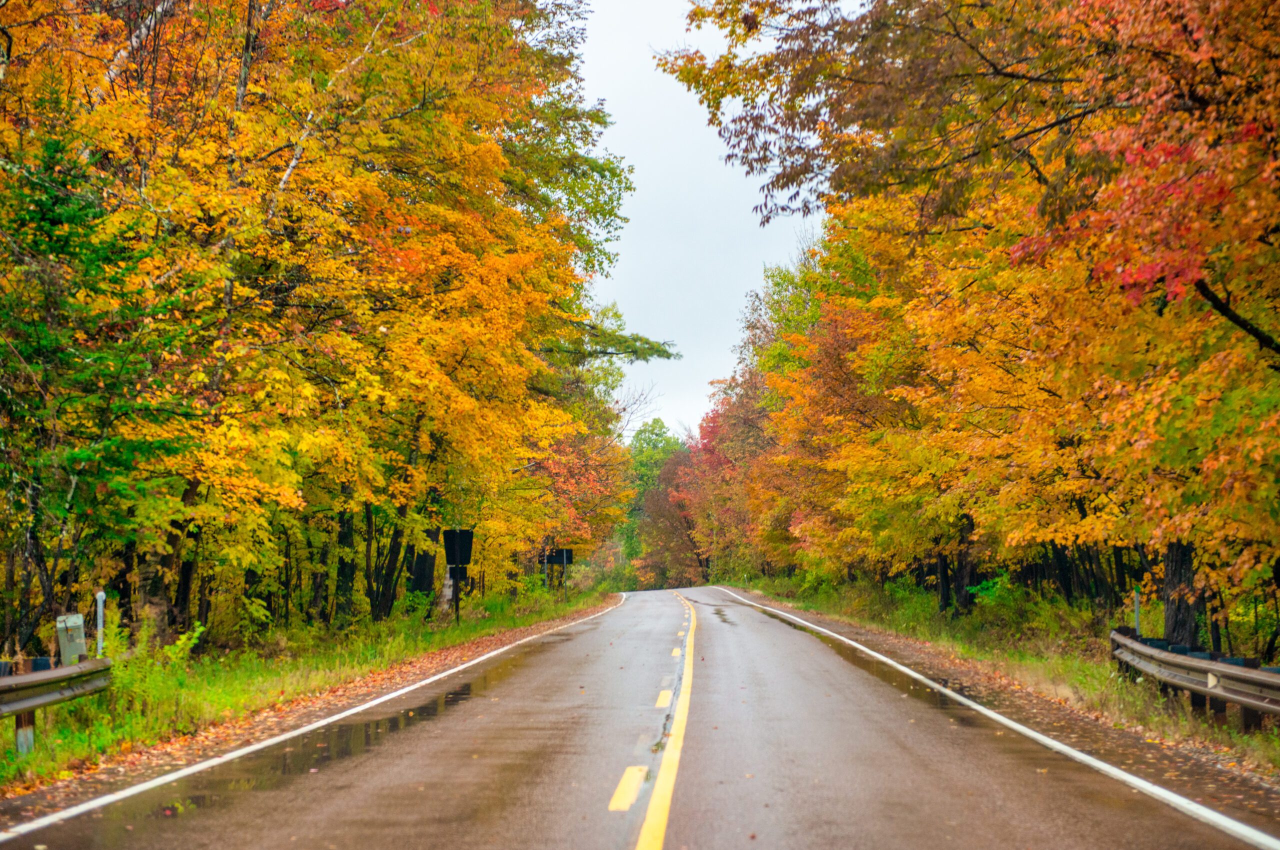 Kismet | Terri Potts-Chattaway